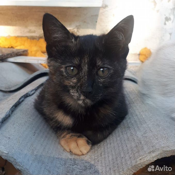 Котята, две девочки, отдадим в хорошие руки