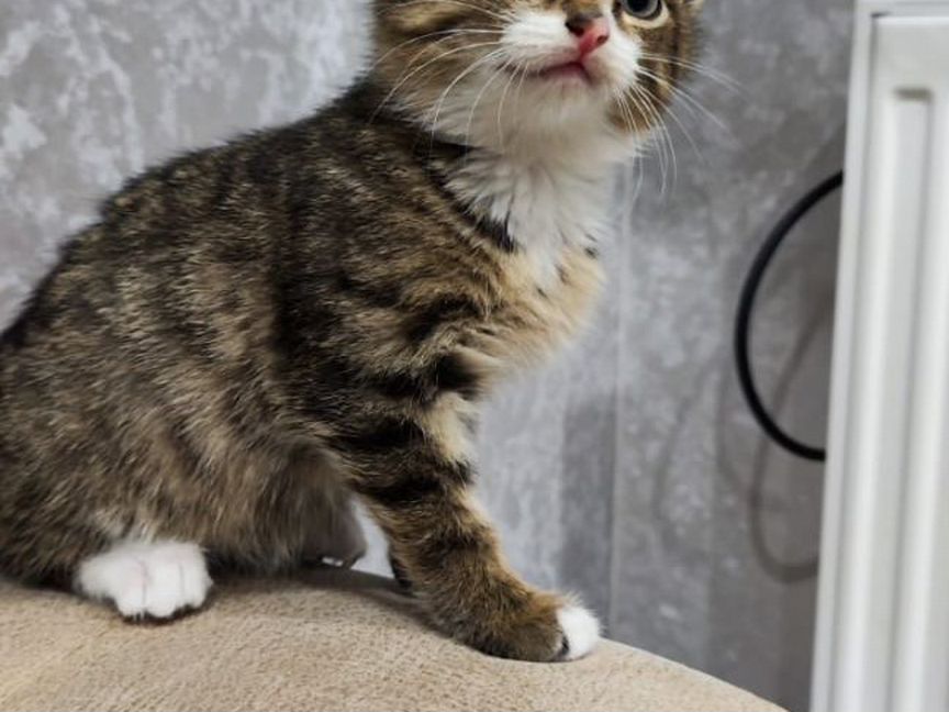 Котенок