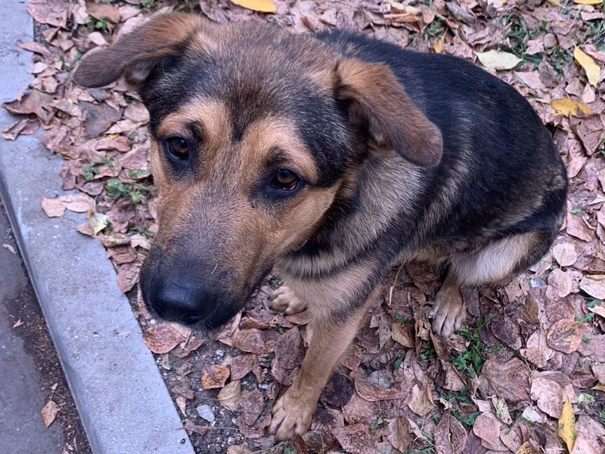 Собака в добрые руки