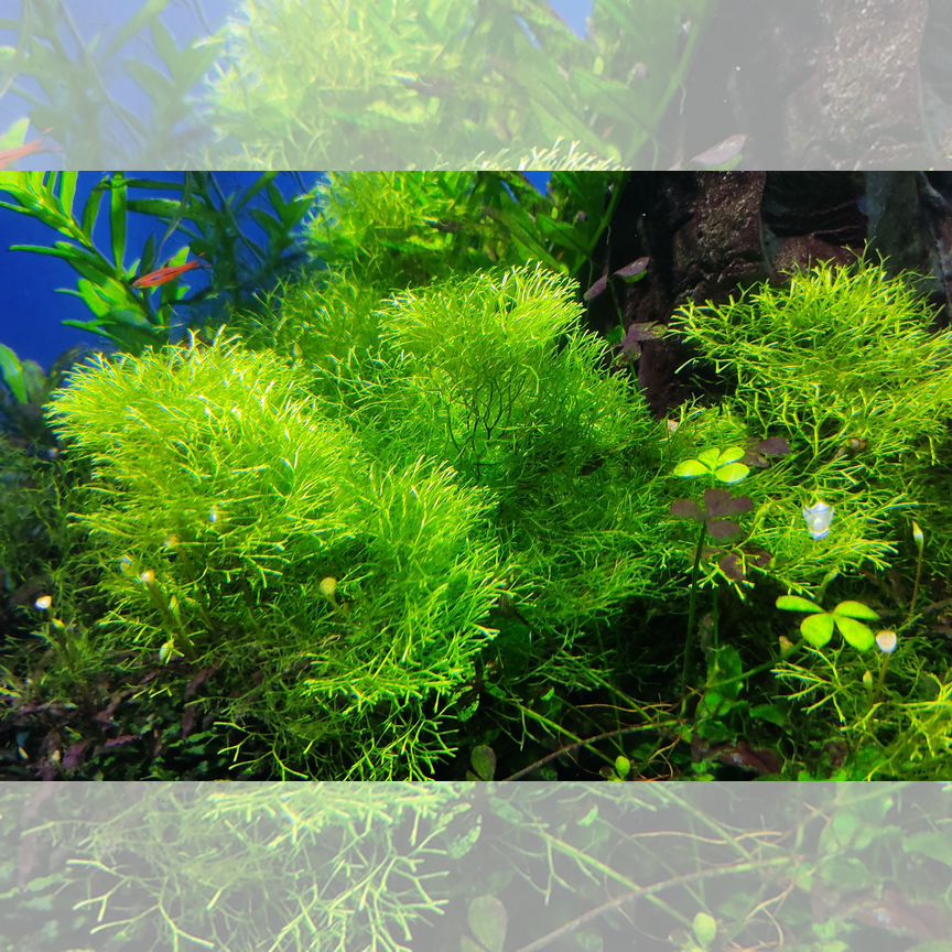 Аквариумное растение риччия