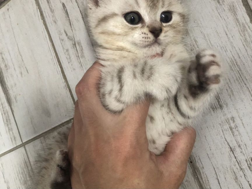 Шотландский котенок