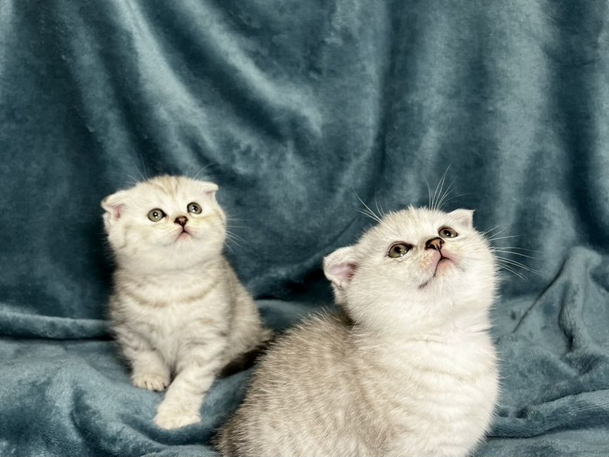 Шотландские котята