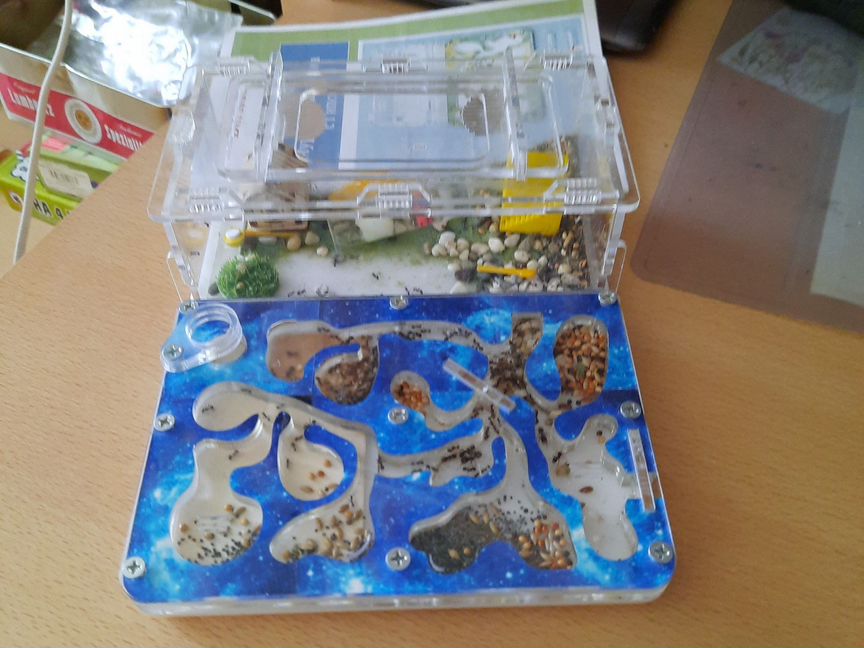 Муравьиная ферма с муравьями