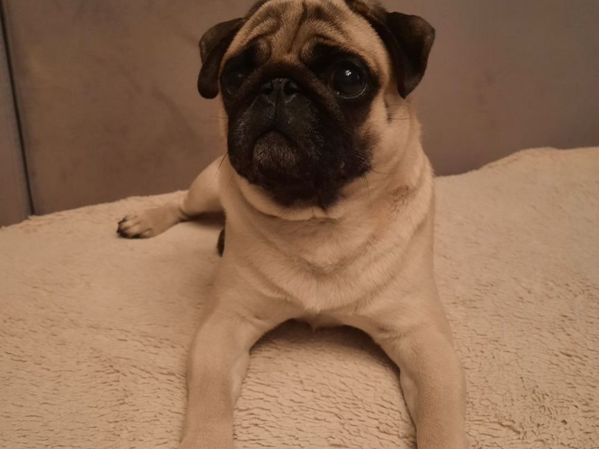 Мопс вязка мальчик