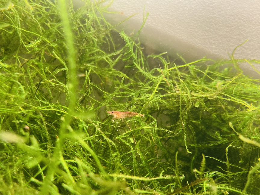 Аквариумные креветки красные, серые