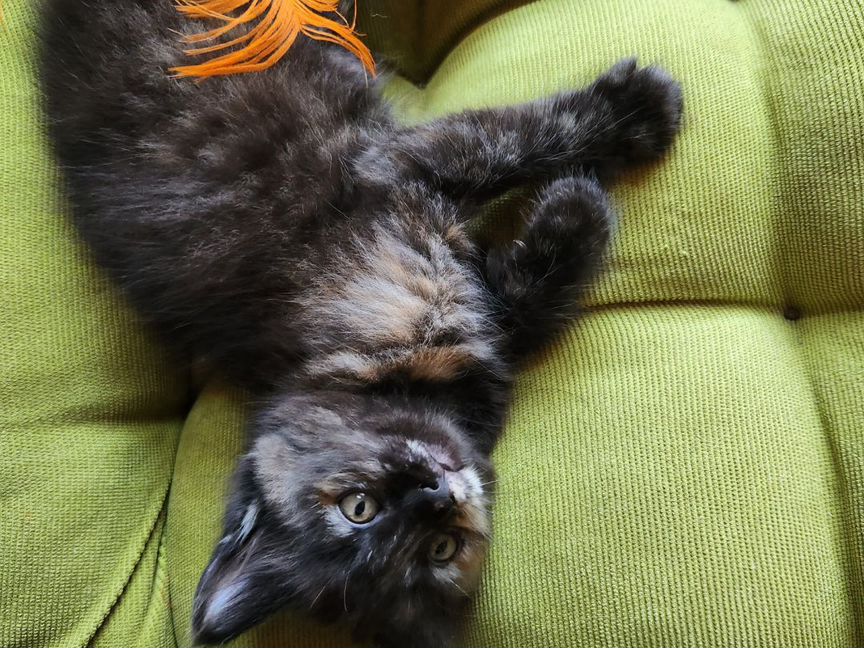 Котята в добрые руки бесплатно девочка