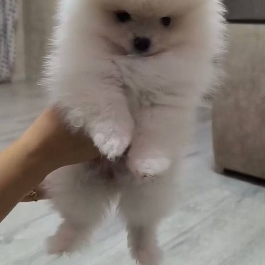 Щенок шпица