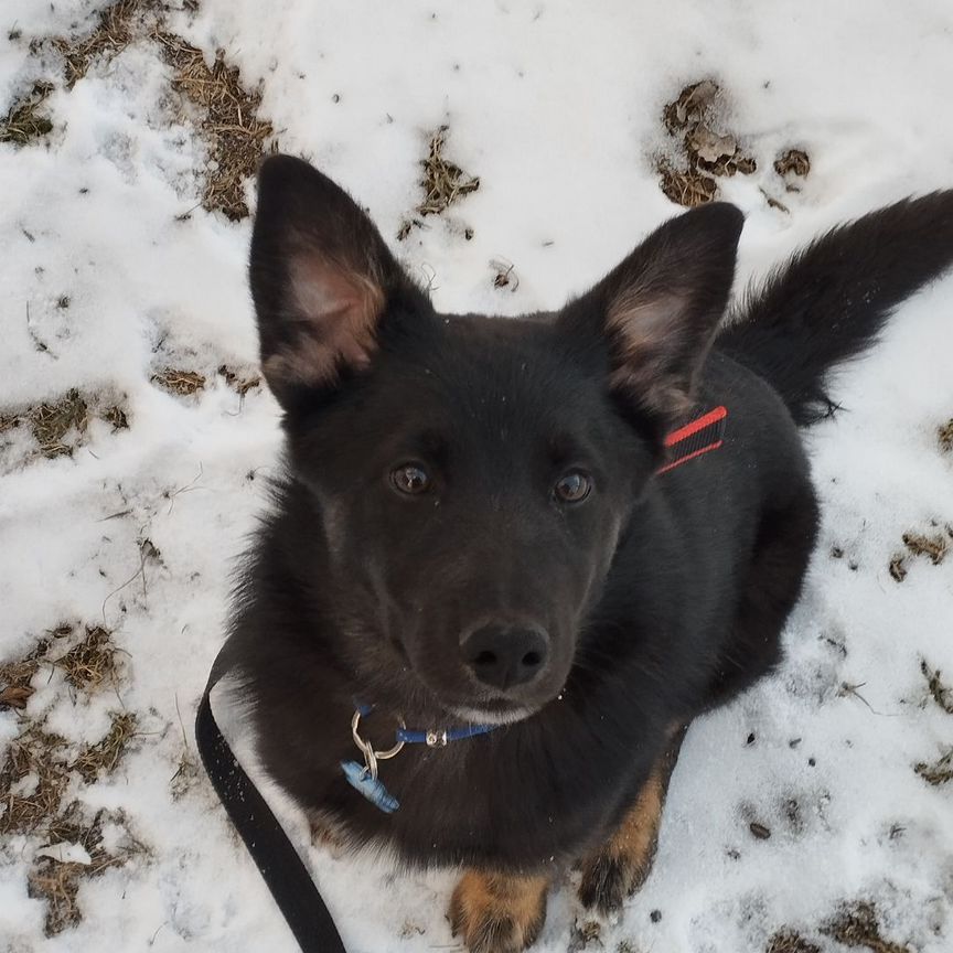 Щенок в добрые руки бесплатно