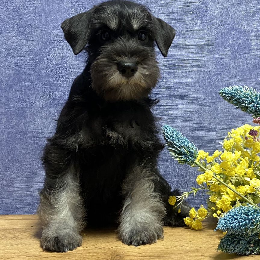 Цвергшнауцер, щенок