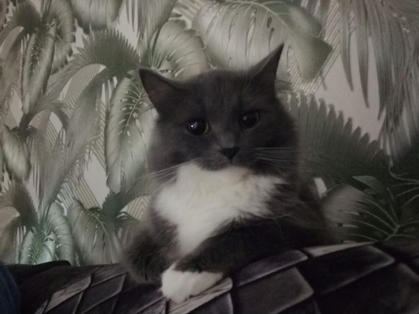 Кошка бесплатно
