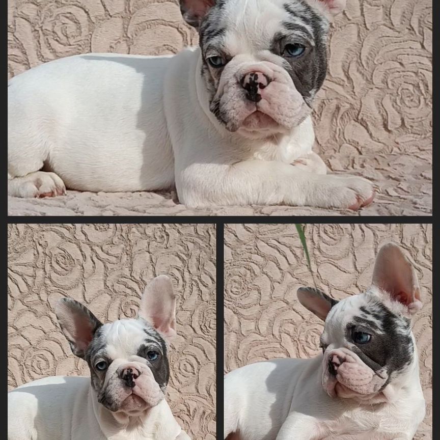 Шикарная француженка