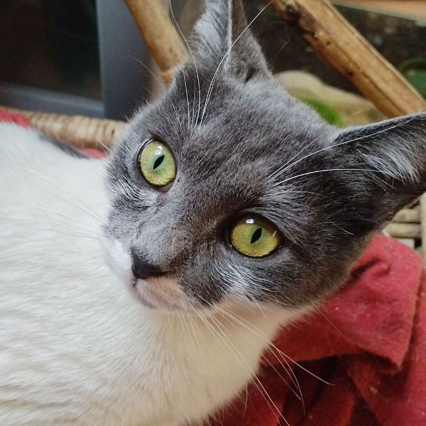 Взрослая, кошка в добрые руки