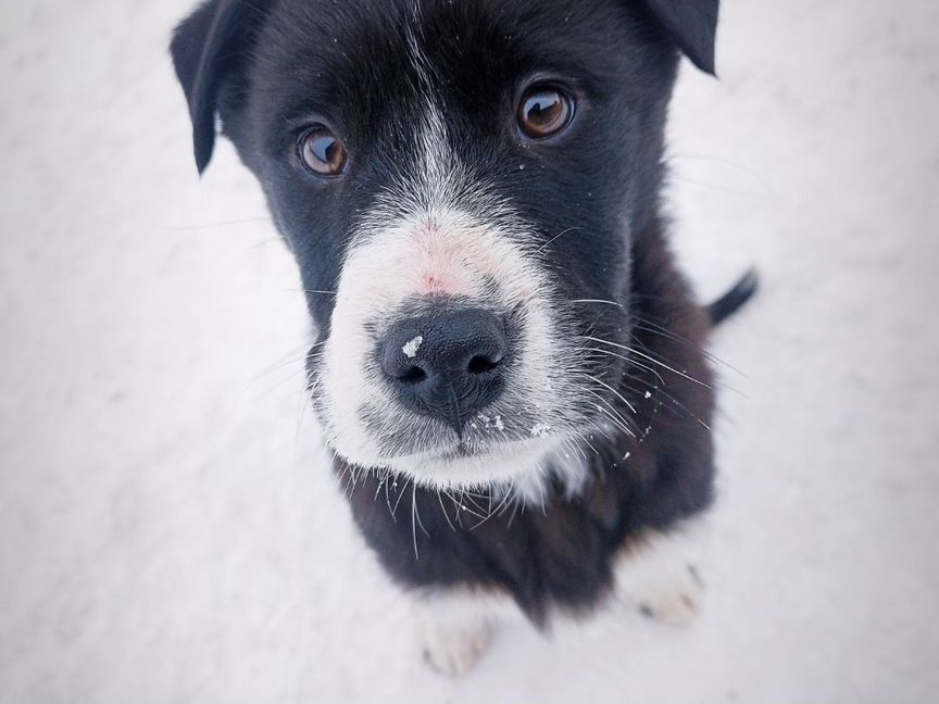 Собака от помеси амстаффа щенок