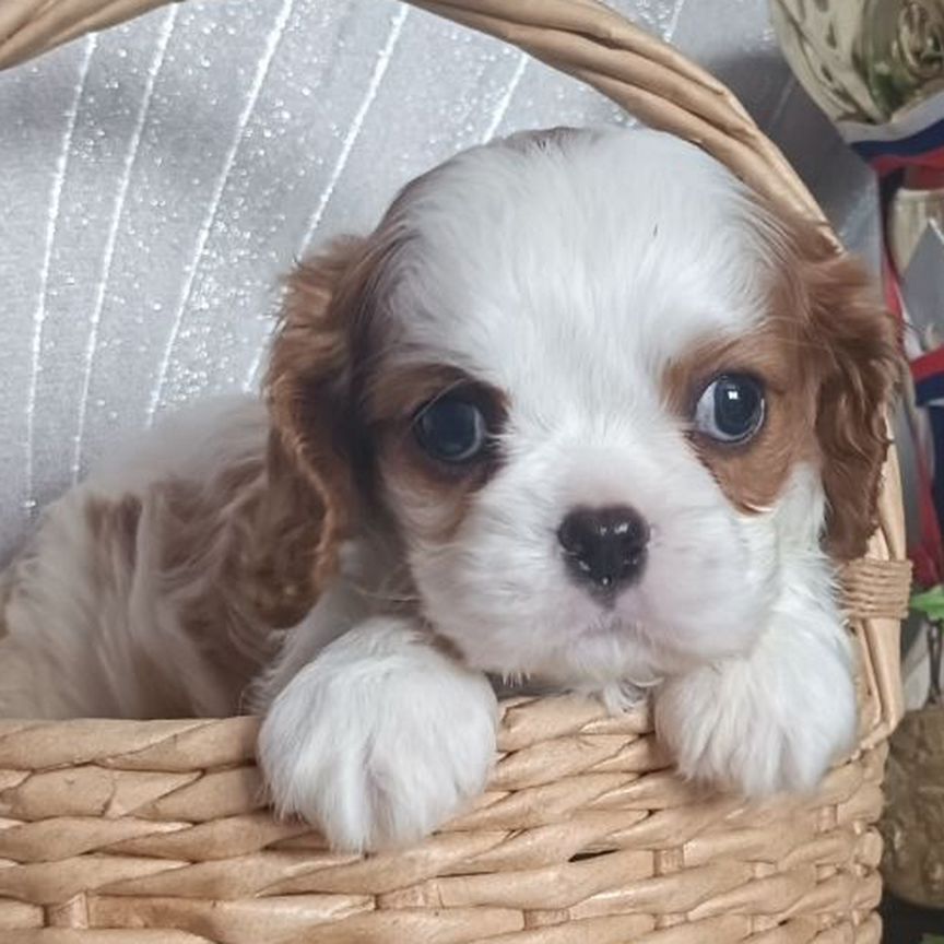 Кавалер кинг-чарльз-спаниель, щенок
