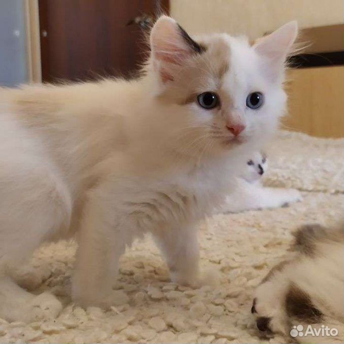 Котёнок рэгдолл