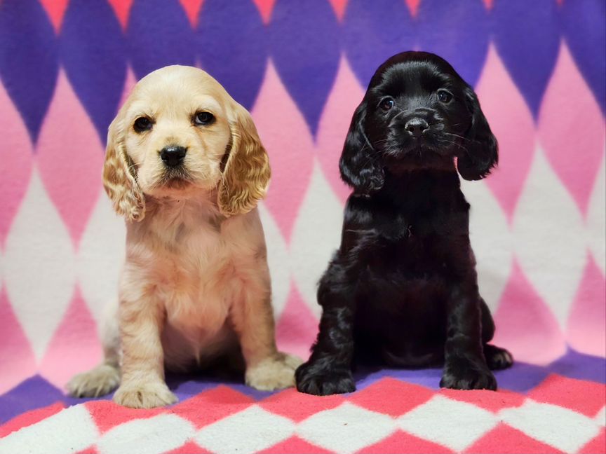 Русский спаниель