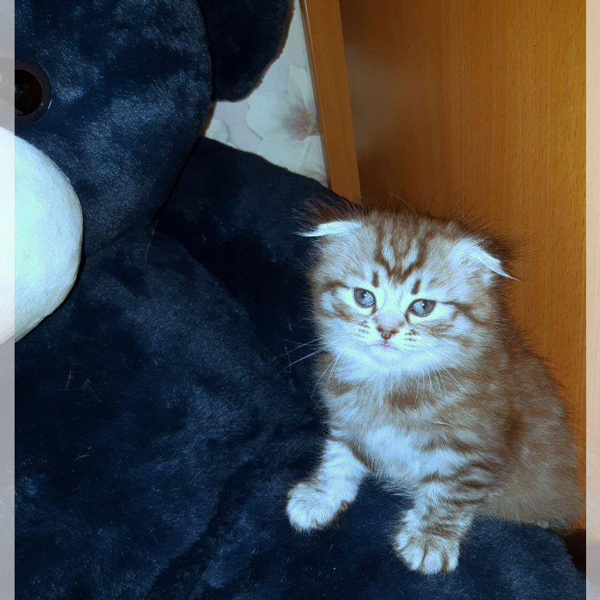 Шотландский вислоухий короткошёрстный котёнок