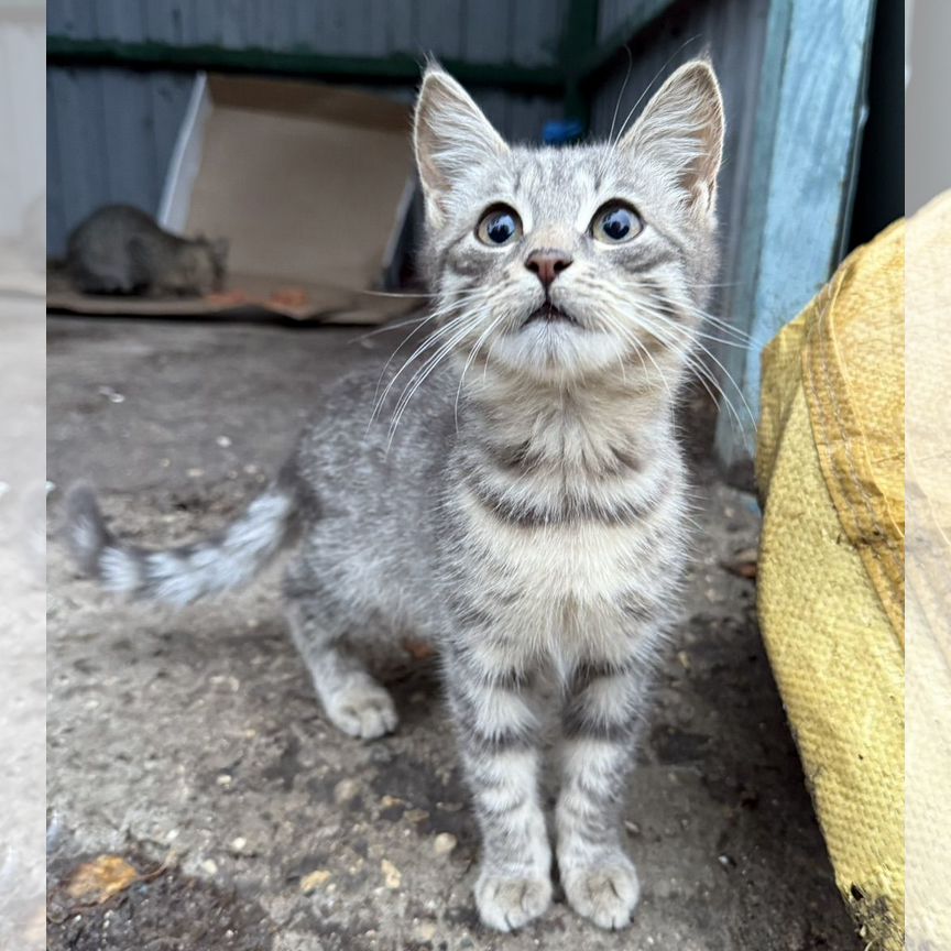 Котенок мальчик 3 месяца