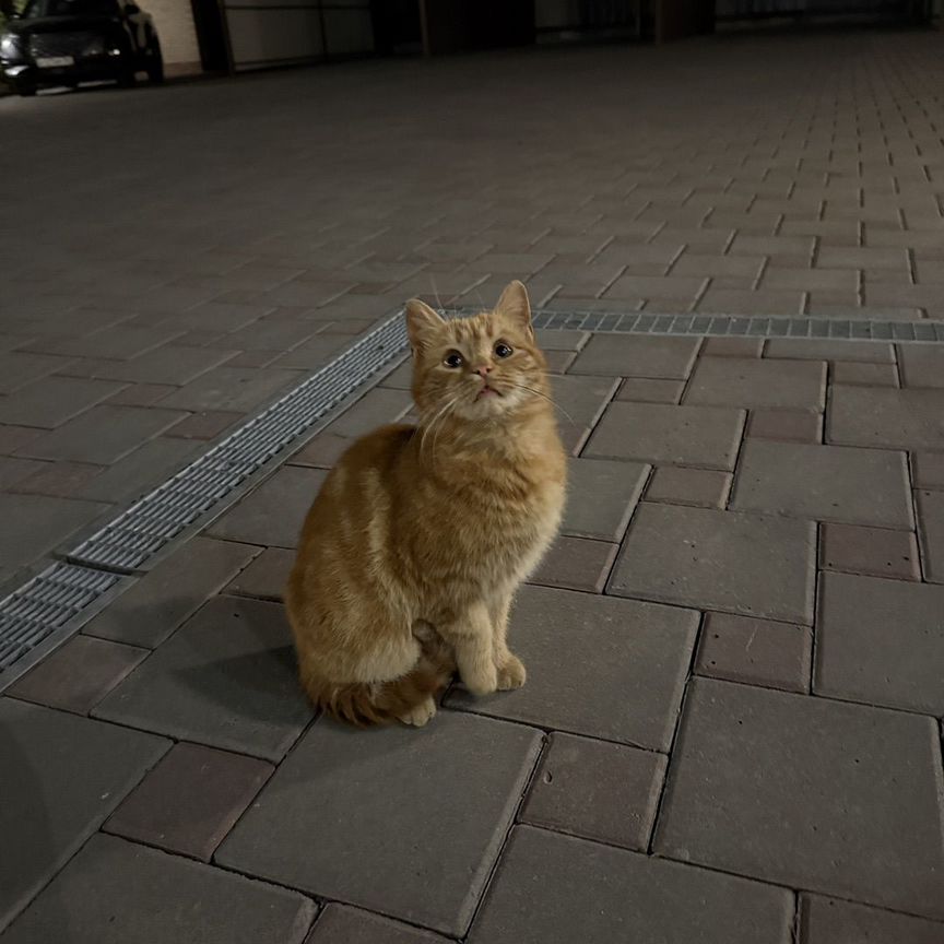 Котенок