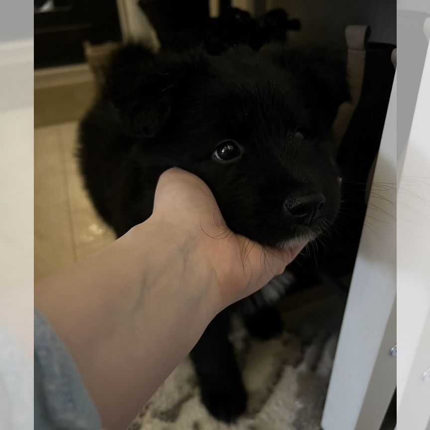 Щенок в добрые руки