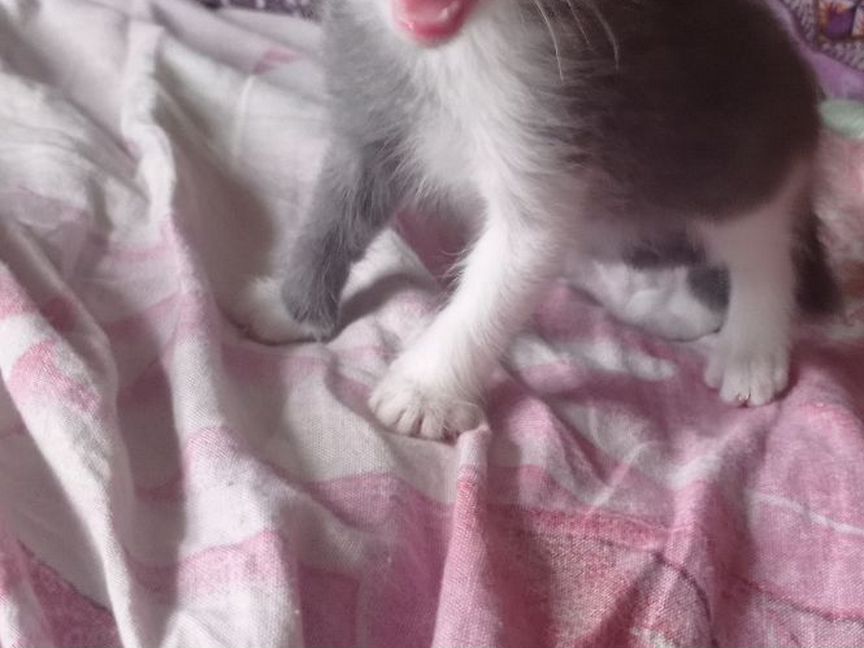 Котята в добрые руки