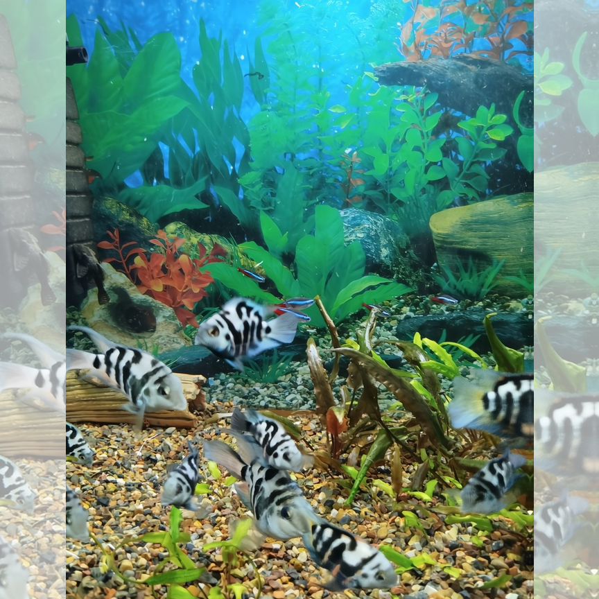 Сапфировые попугайчики