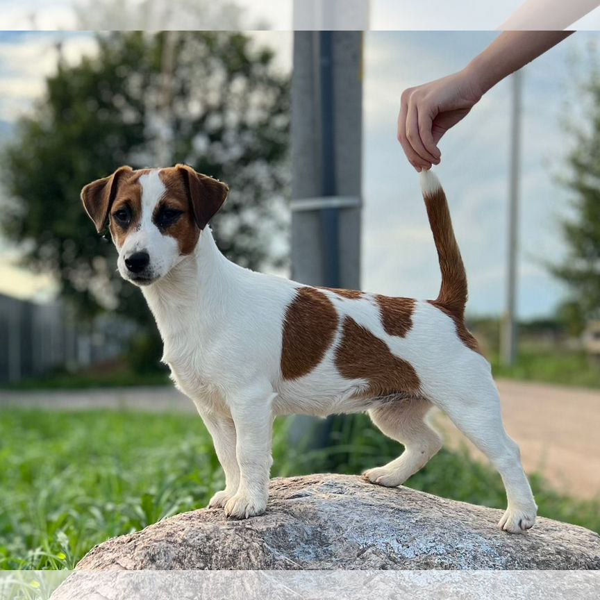 Джек-рассел-терьер, взрослая собака