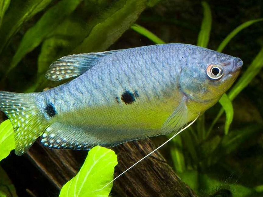Гурами голубой аквариумная рыбка