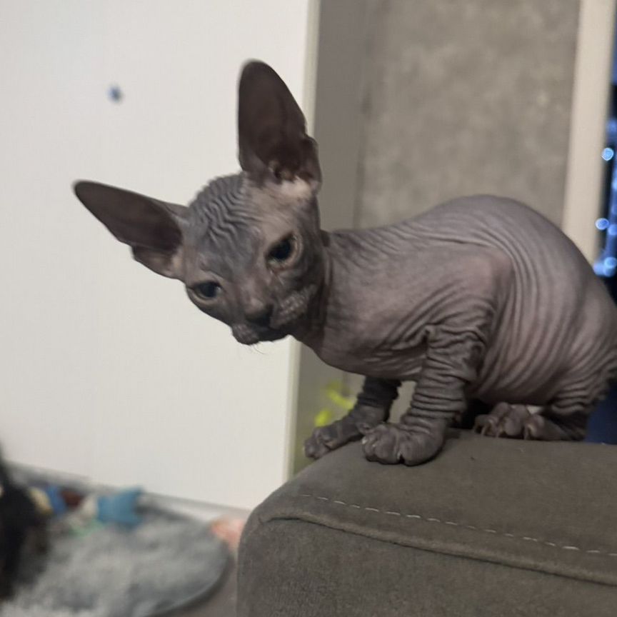 Канадский сфинкс котёнок