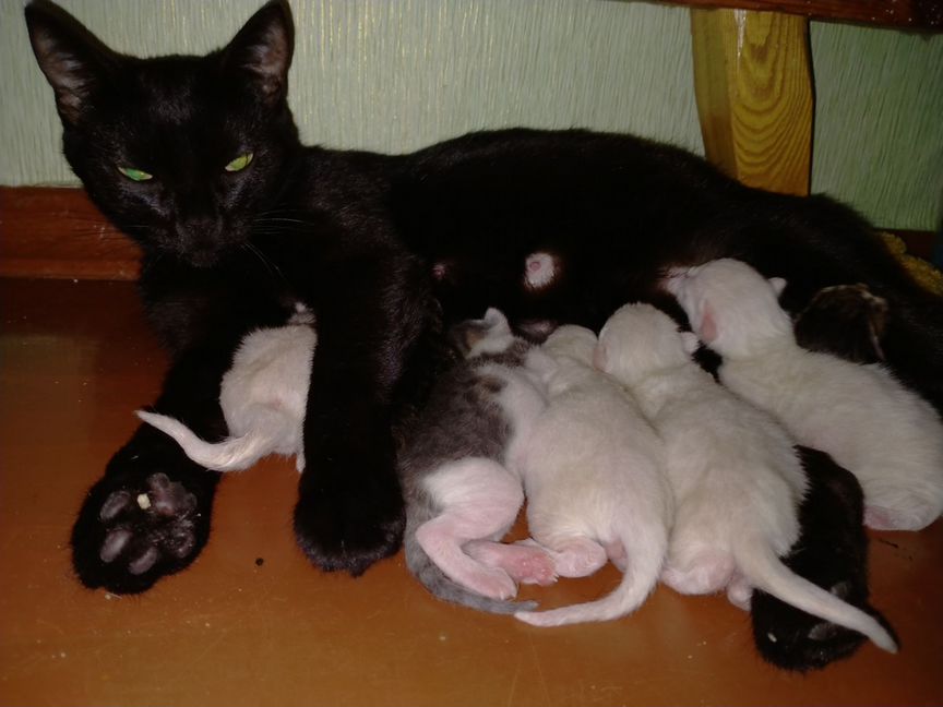 Кошка в добрые руки