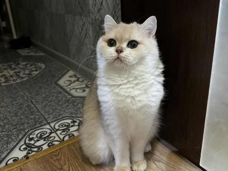 Красавица кошечка в добрые руки