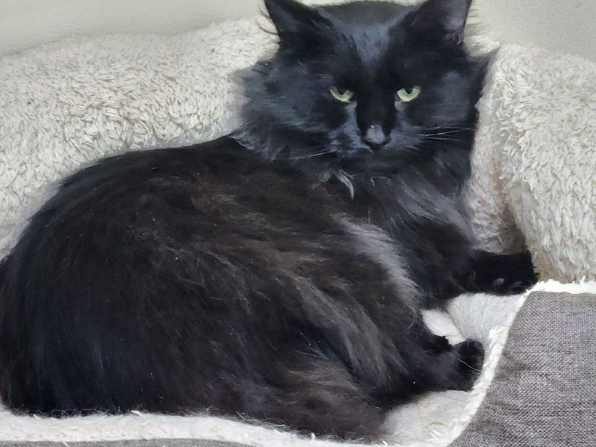 Нежный брутальный брюнет