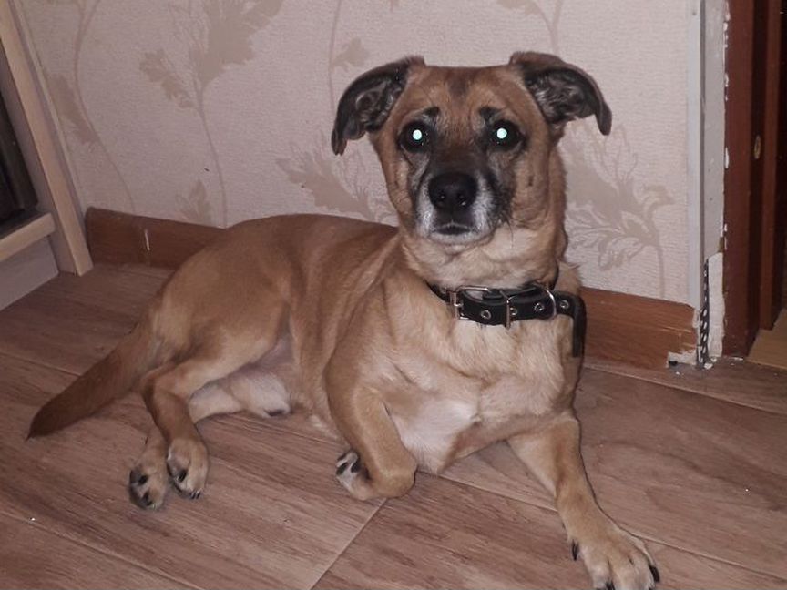 Собака в добрые руки отдам бесплатно