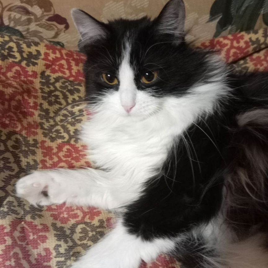 Кошечка в добрые руки