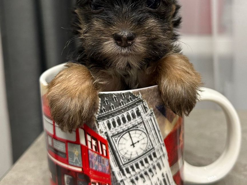 Щенок йоркширского терьера