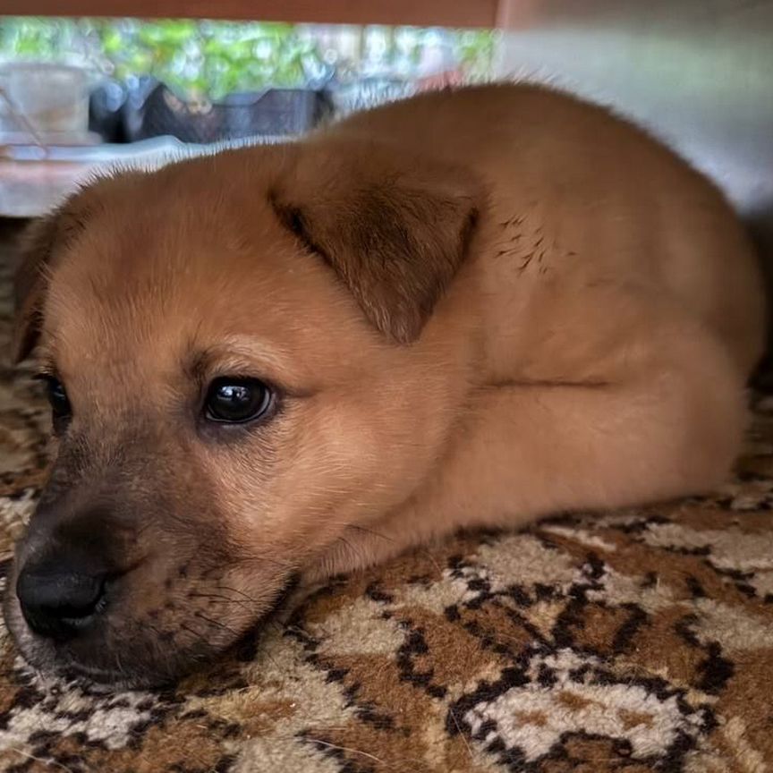 Щенок в добрые руки