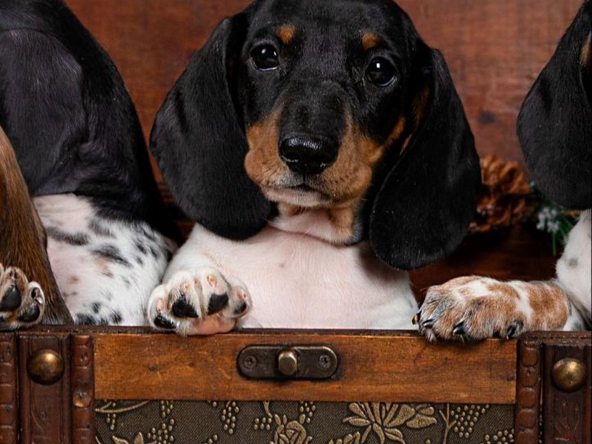 Миниатюрный таксеныш пайболд