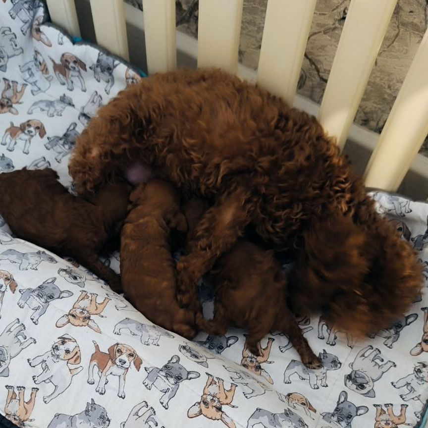 Той-пудель, щенок