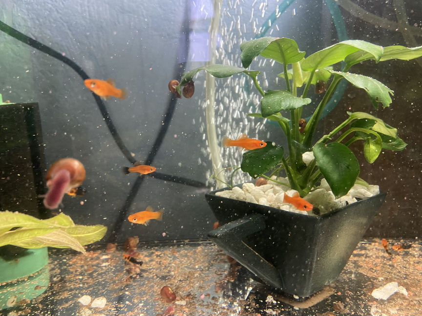 Продам Аквариум и Рыбок