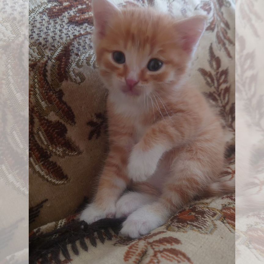 Котёнок в добрые руки мальчик