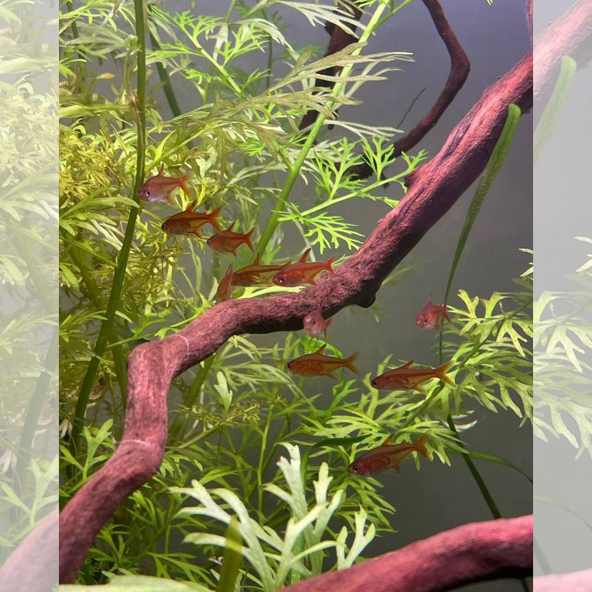 Тетра аманда, Водорослеед