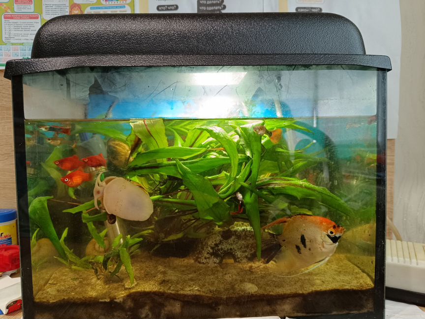 Аквариум с рыбками