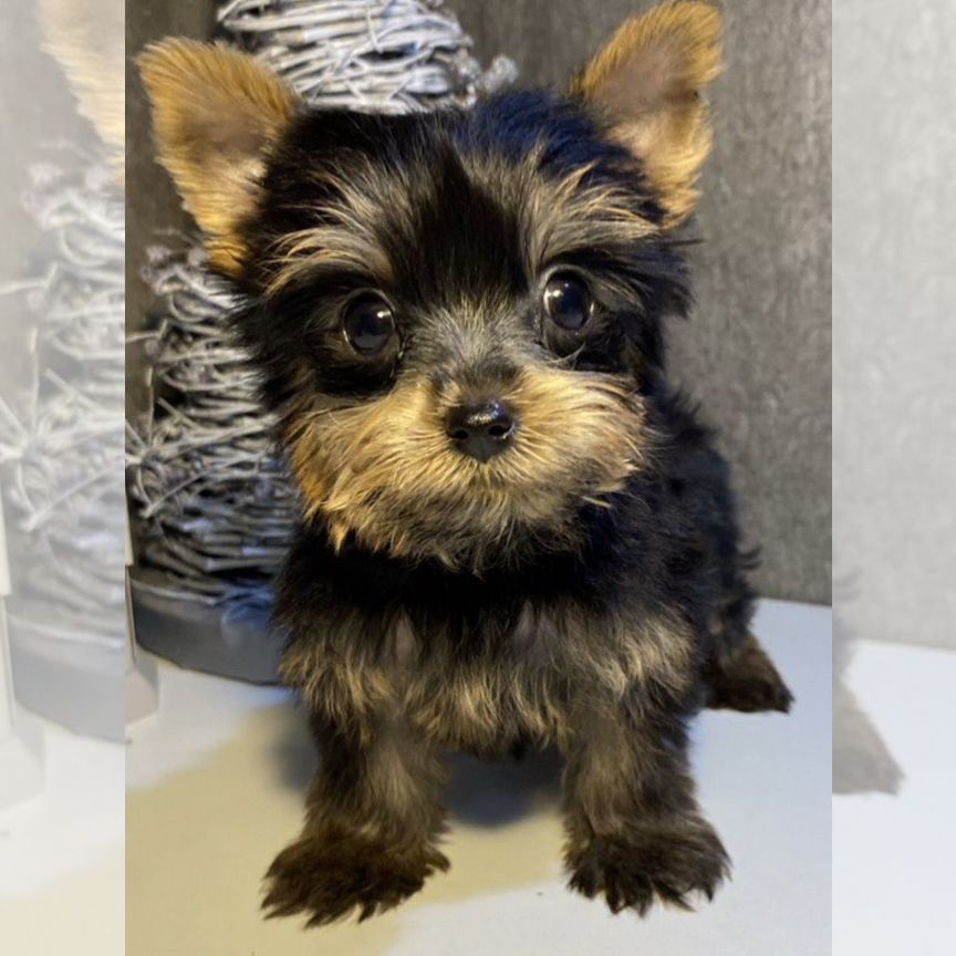 Йоркширский терьер, щенок