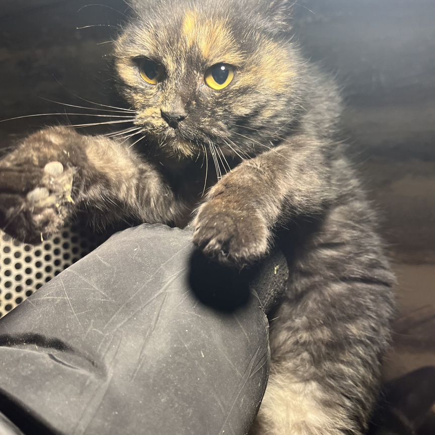 Взрослая, Девочка кошка в добрые руки