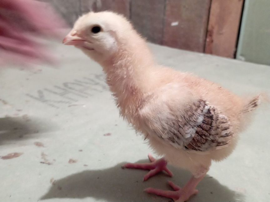 Продам цыплят