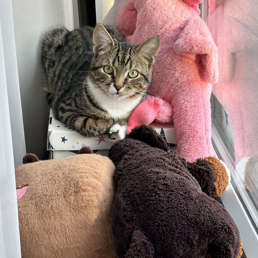 Котёнок в добрые руки