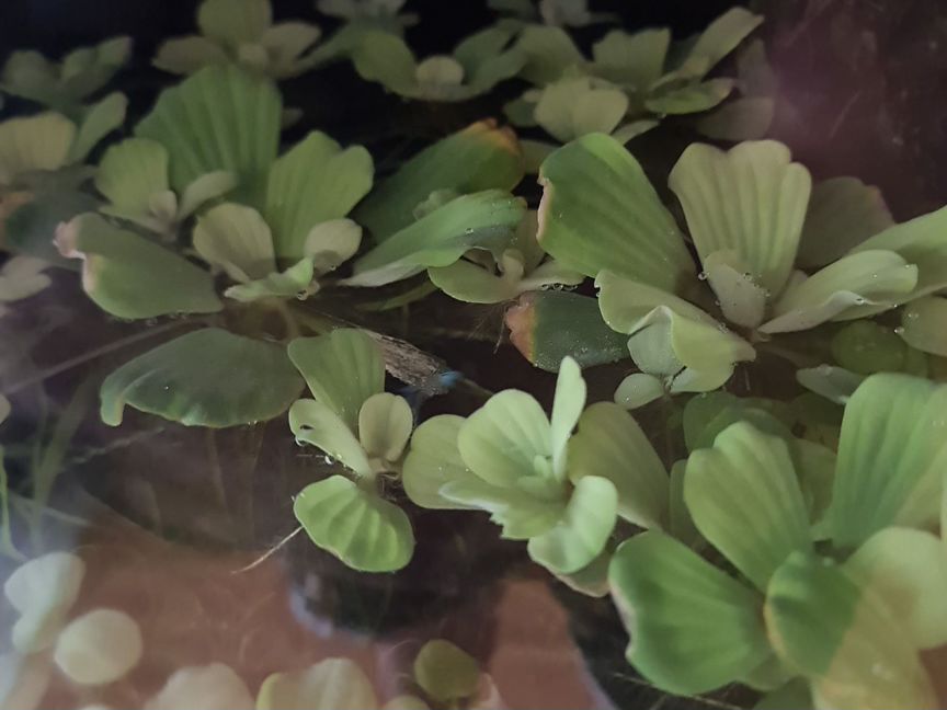 Растения пистия бесплатно