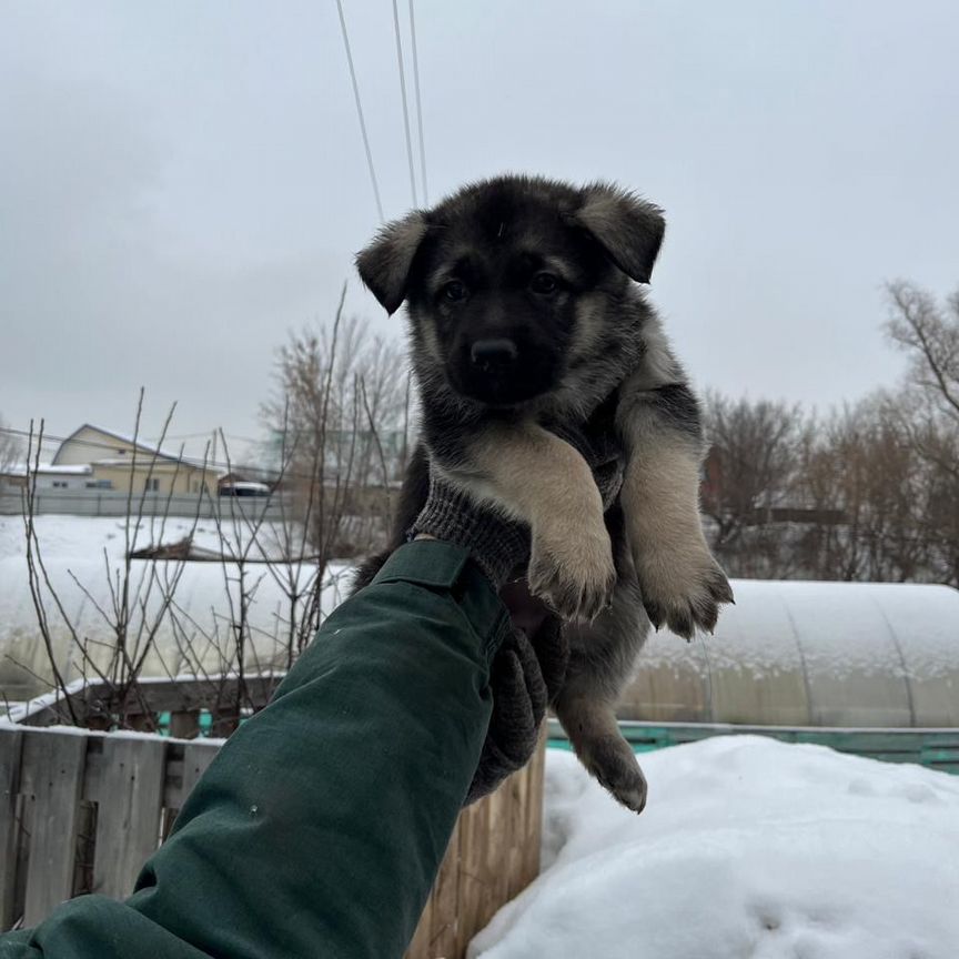 Щенки вео