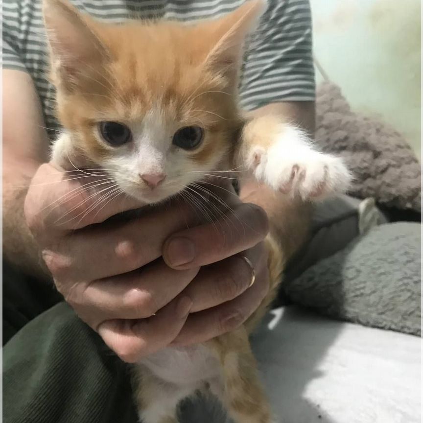 Котёнок в добрые руки