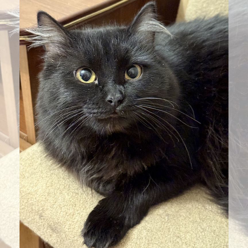 Взрослая, Девочка кошка в добрые руки